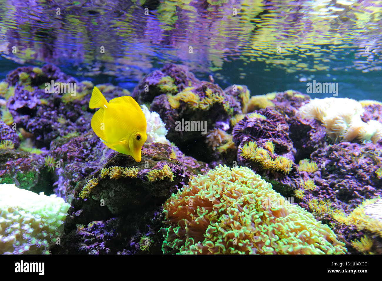 Underwater scene, showing different colorful fishes swimming Stock ...