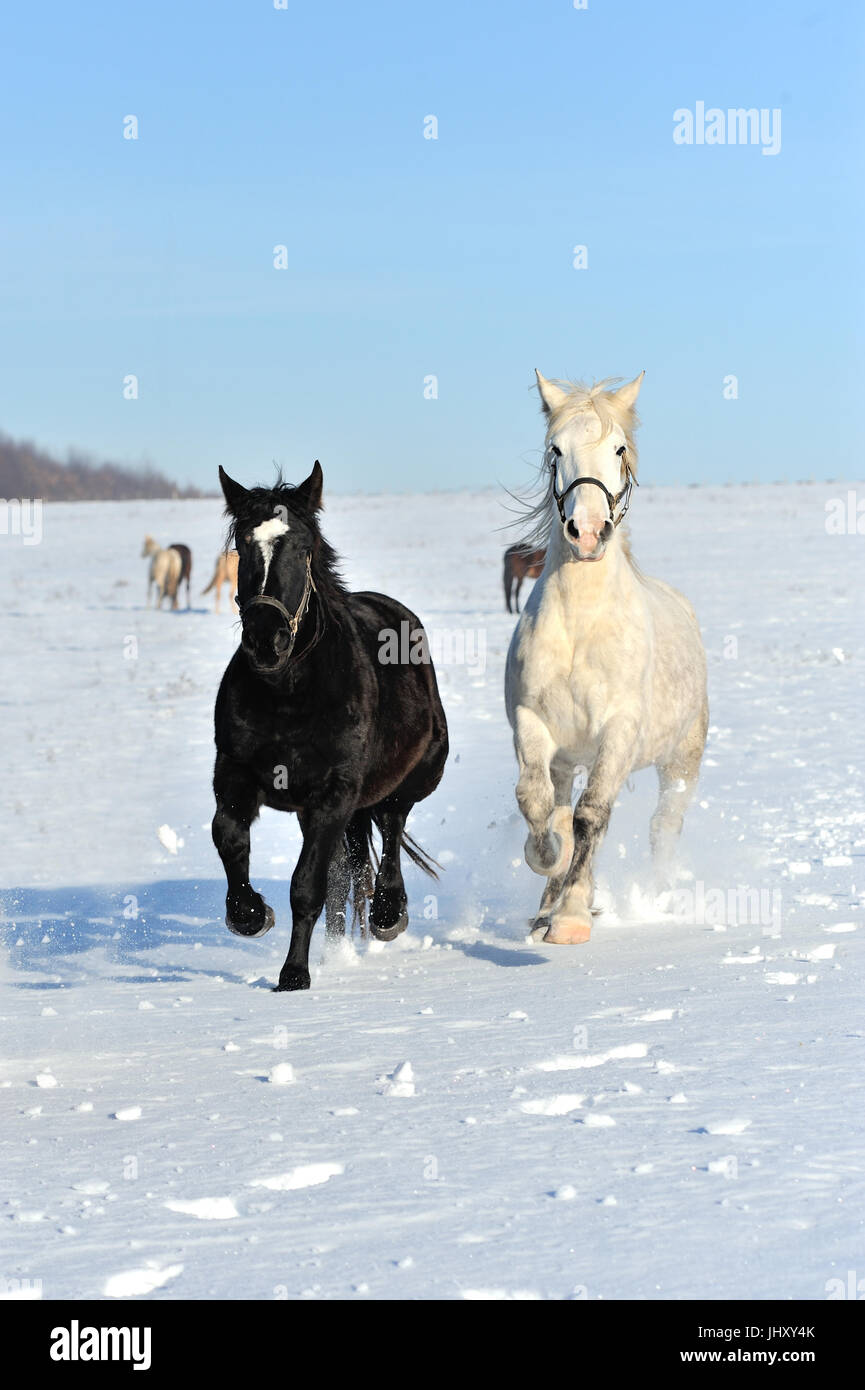 Horse runs gallop on the winter field Stock Photo - Alamy