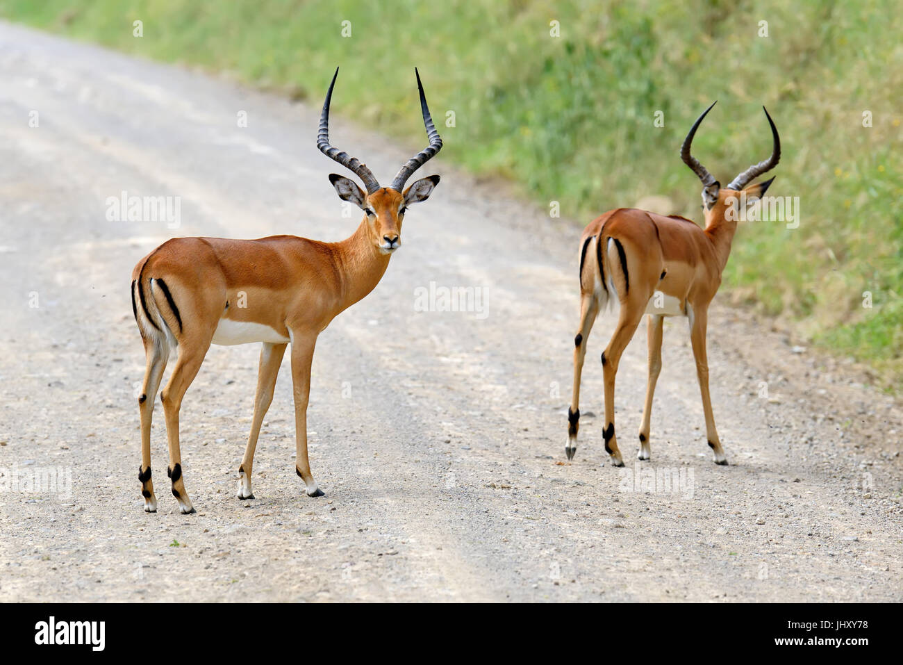 Impala on savanna in National park of Africa, Kenya Stock Photo - Alamy