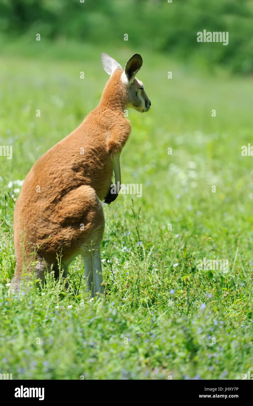 Young kangaroo in a natural habitat in grass Stock Photo - Alamy