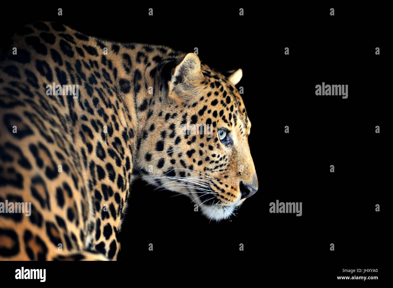 Close-up leopard portrait on dark background Stock Photo - Alamy