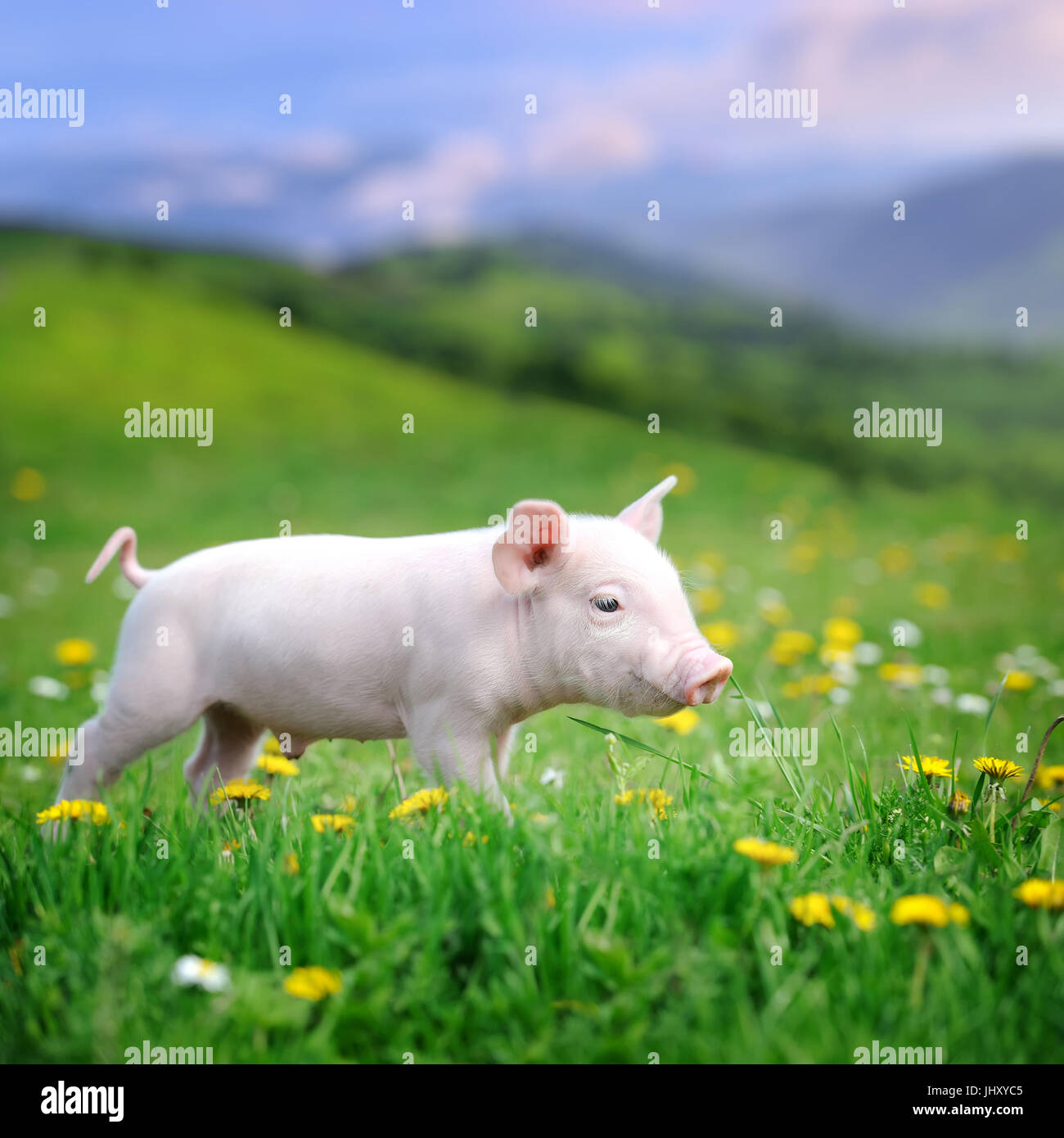 Pig spring hi-res stock photography and images - Alamy