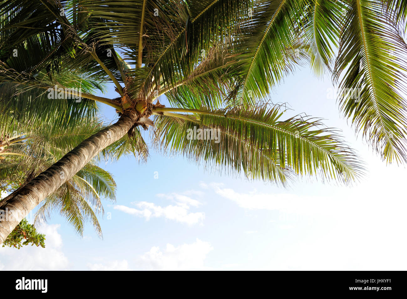 Beautiful palm trees at beach ocean Stock Photo - Alamy