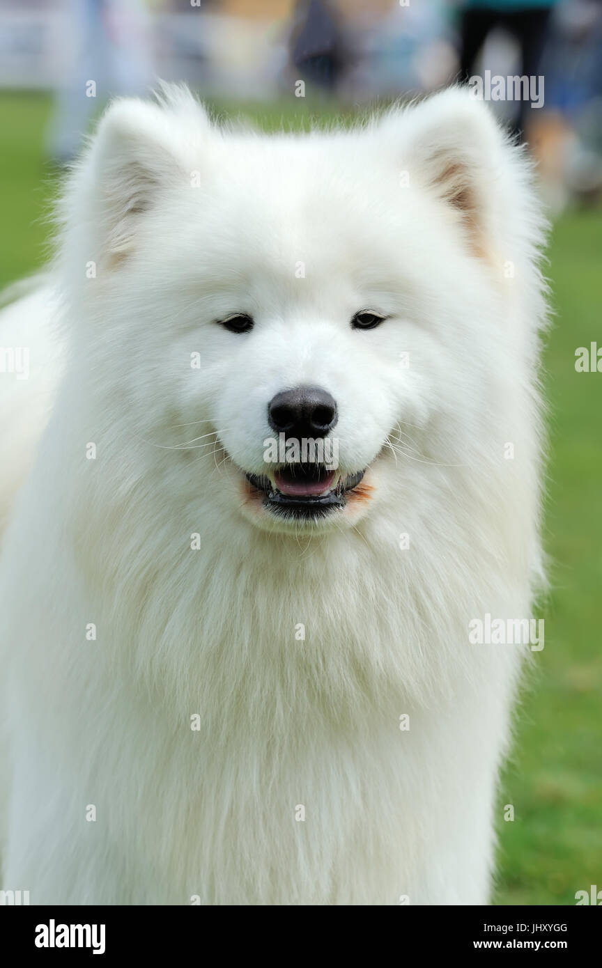 Samoyed funny hi-res stock photography and images - Alamy