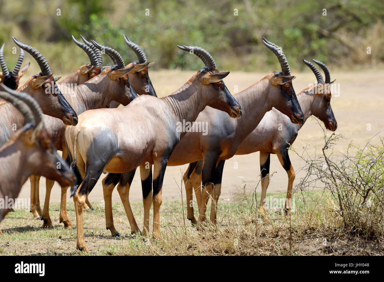 Topi Antelope (Damaliscus lunatus) in Kenya's Masai Mara Reserve Stock ...