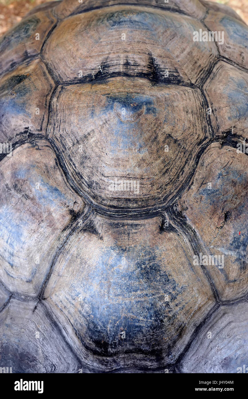 Close-up turtle shell texture detail Stock Photo - Alamy