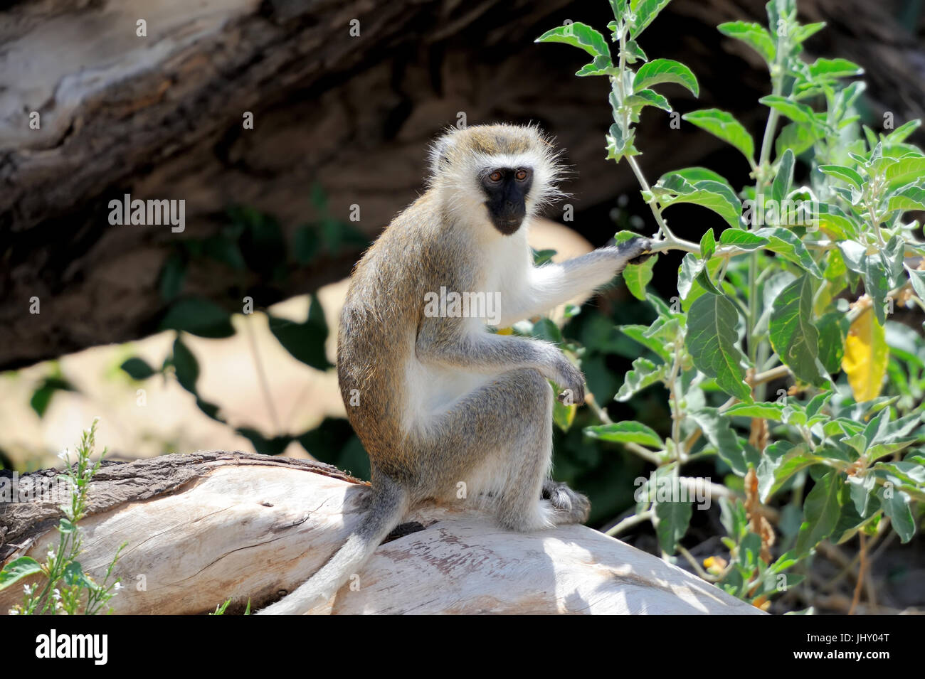 Vervet monkey in the National Reserve of Africa, Kenya Stock Photo - Alamy