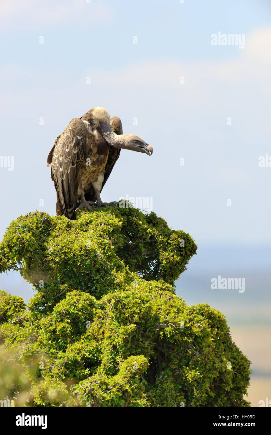 Vulture on tree hi-res stock photography and images - Alamy