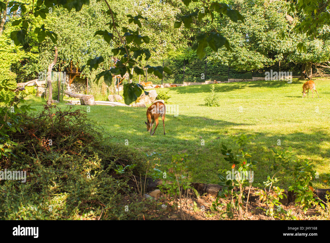 Roe deer eating fresh grass on the meadow, top view. Wildlife, animals ...