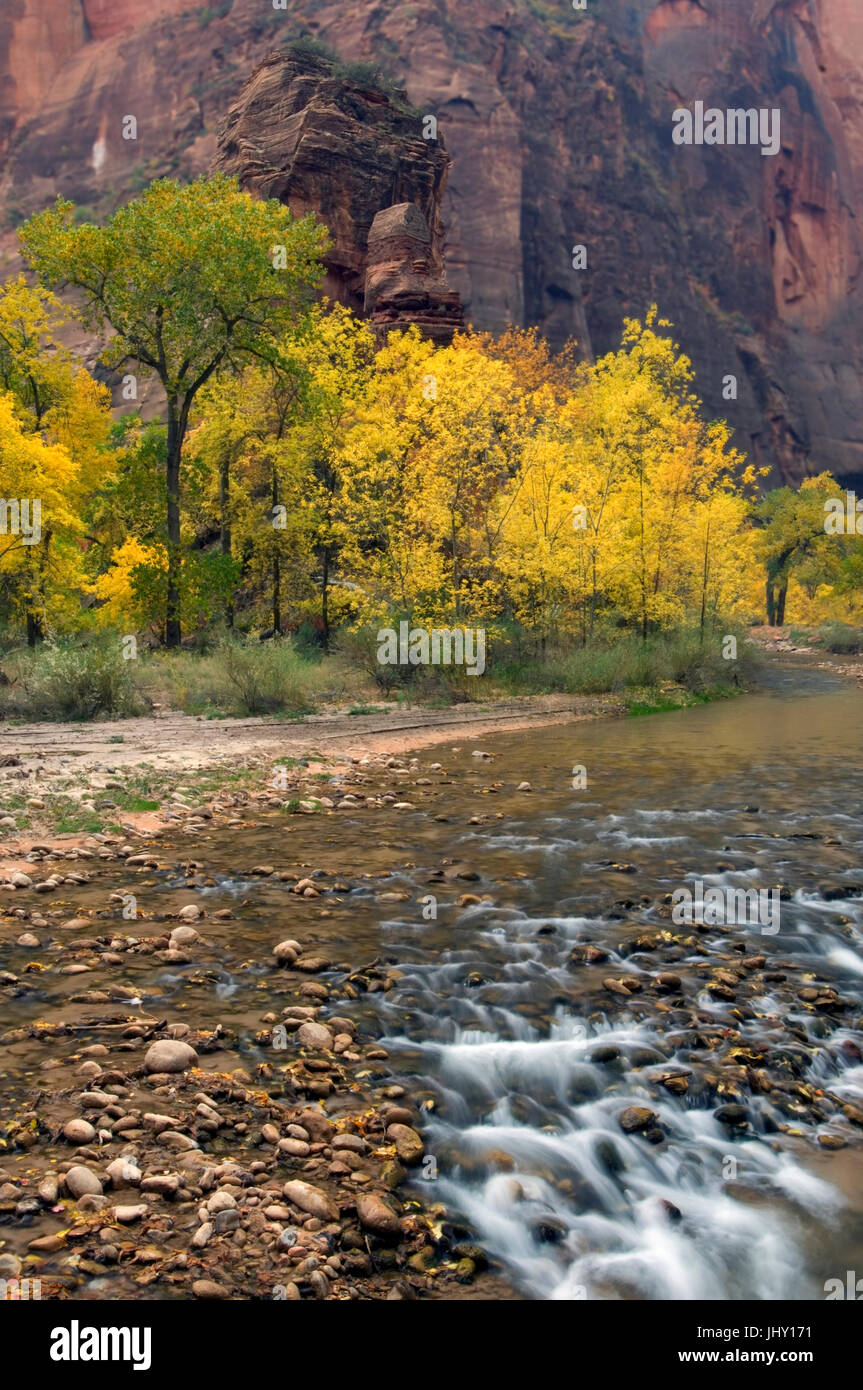 Brilliant colors of fall foliage line the Virgin River in Zion National ...