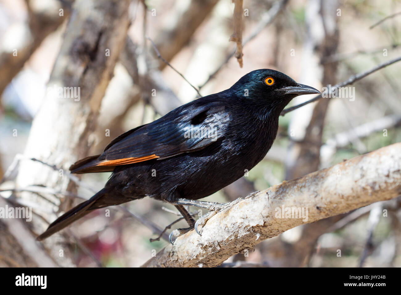 Single Pale-winged Starling, Namibia Stock Photo - Alamy