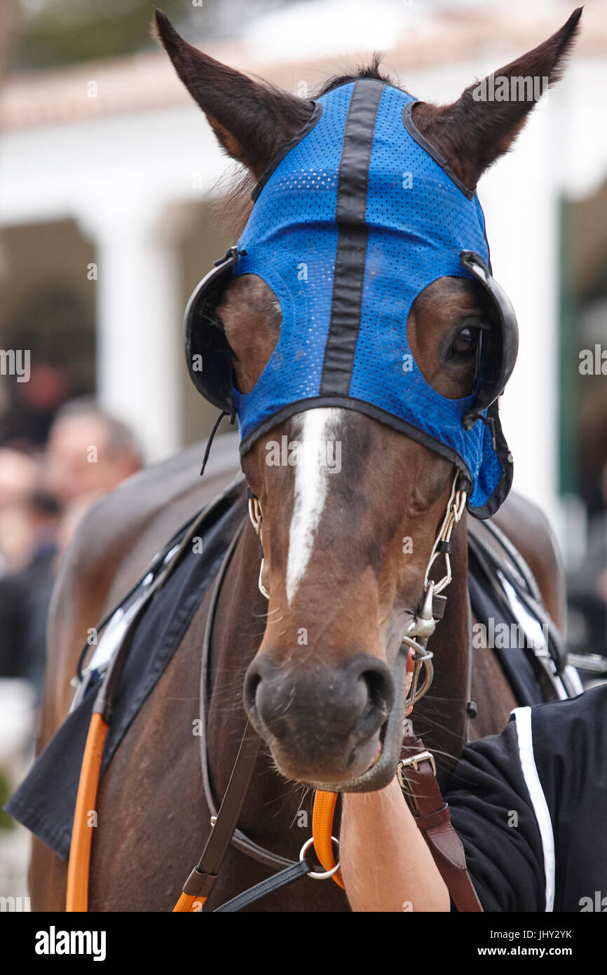 Race horse head with blinkers ready to run. Paddock area Stock Photo ...