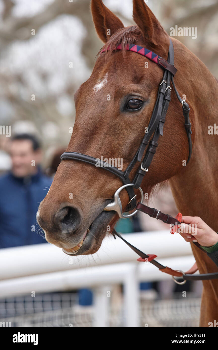 Race horse head ready to run. Paddock area. Vertical Stock Photo - Alamy