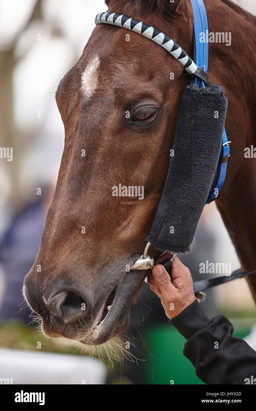 Race horse head ready to run. Paddock area. Vertical Stock Photo - Alamy