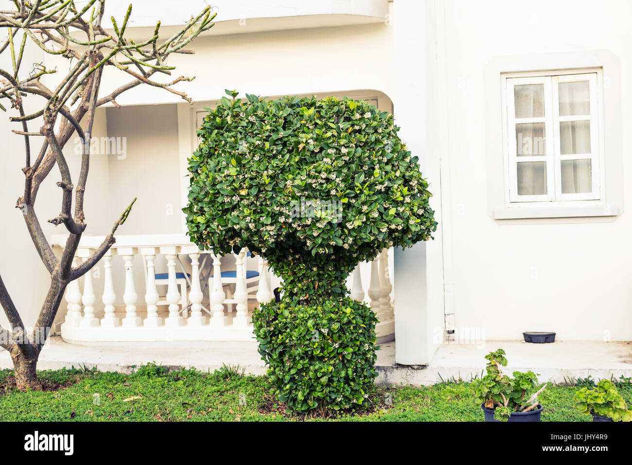 Bushy form hi-res stock photography and images - Alamy