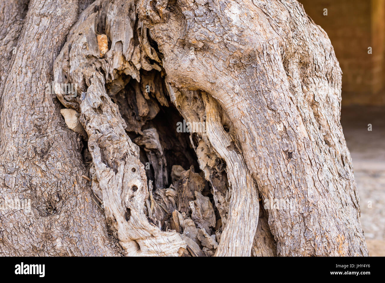 big tree root Stock Photo - Alamy
