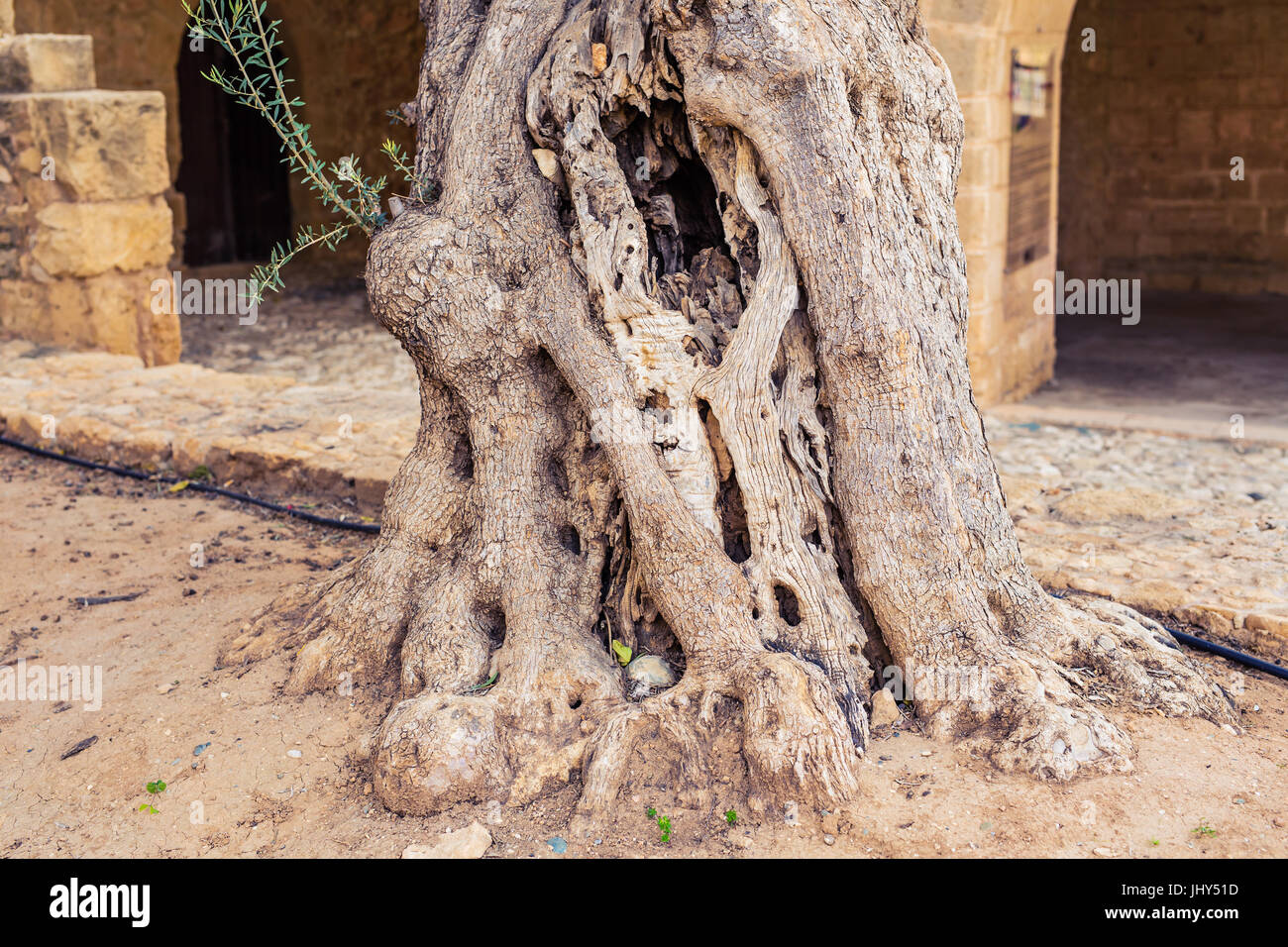 big tree root Stock Photo - Alamy