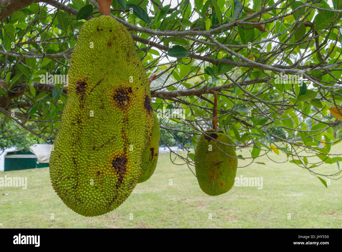 Tropical fruit Jackfruit on the Tree, Philippines Stock Photo - Alamy