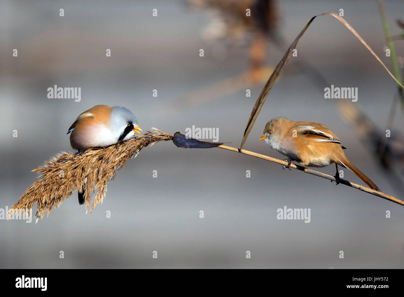 Titmouses birds hi-res stock photography and images - Alamy