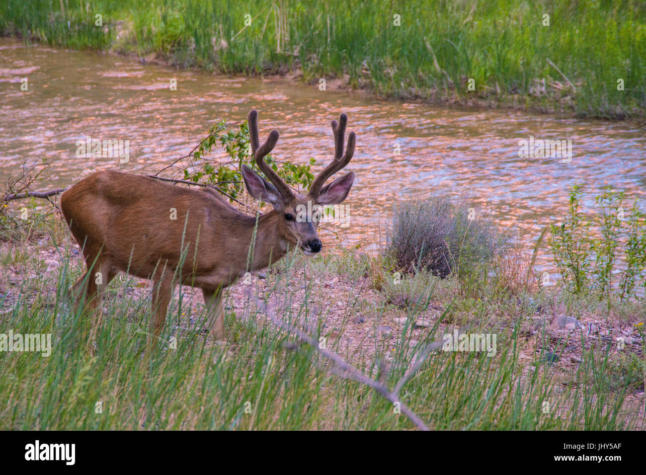 Sporting parks hi-res stock photography and images - Alamy