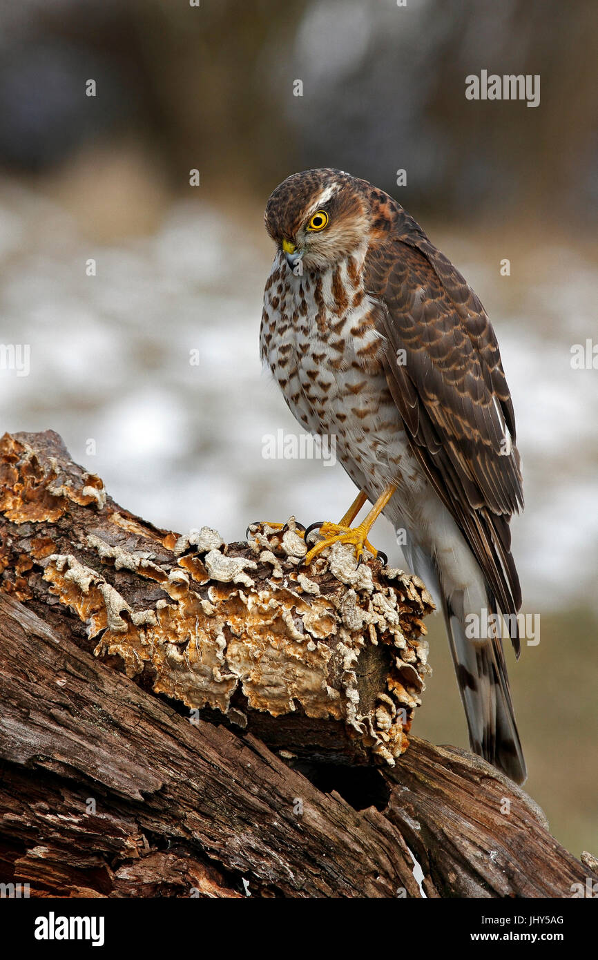 Sparrow Hawks High Resolution Stock Photography and Images - Alamy