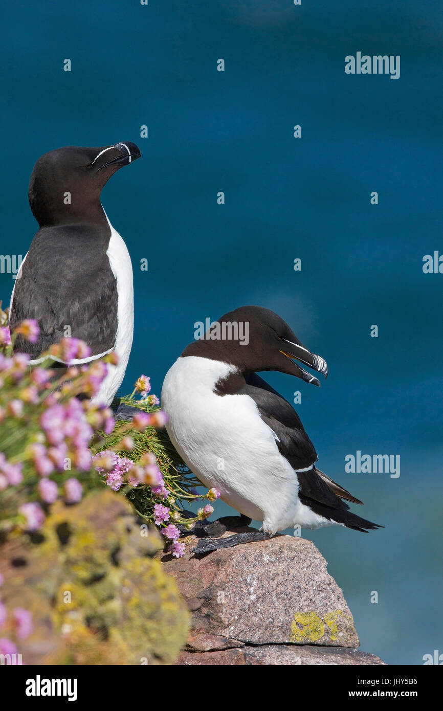 Tordalk, Alca torda , Tordalk (Alca torda Stock Photo - Alamy