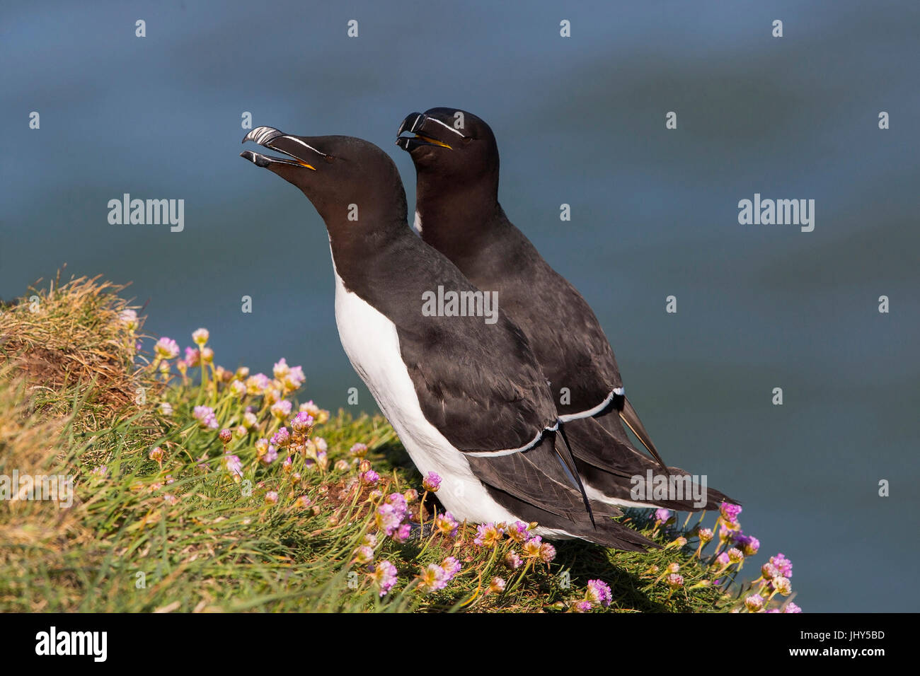 Tordalk, Alca torda , Tordalk (Alca torda Stock Photo - Alamy