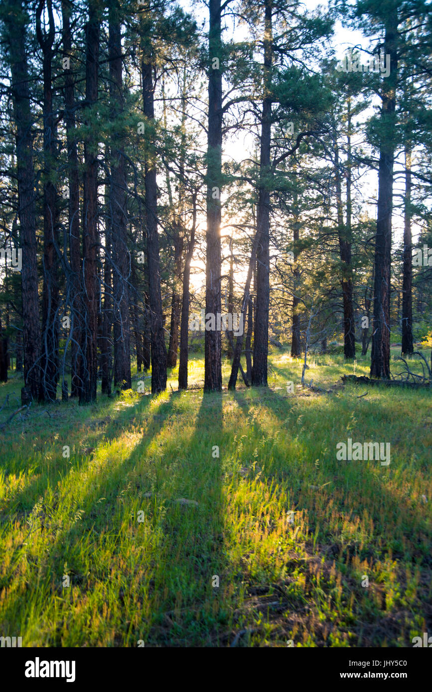 Sun through the Trees Stock Photo - Alamy
