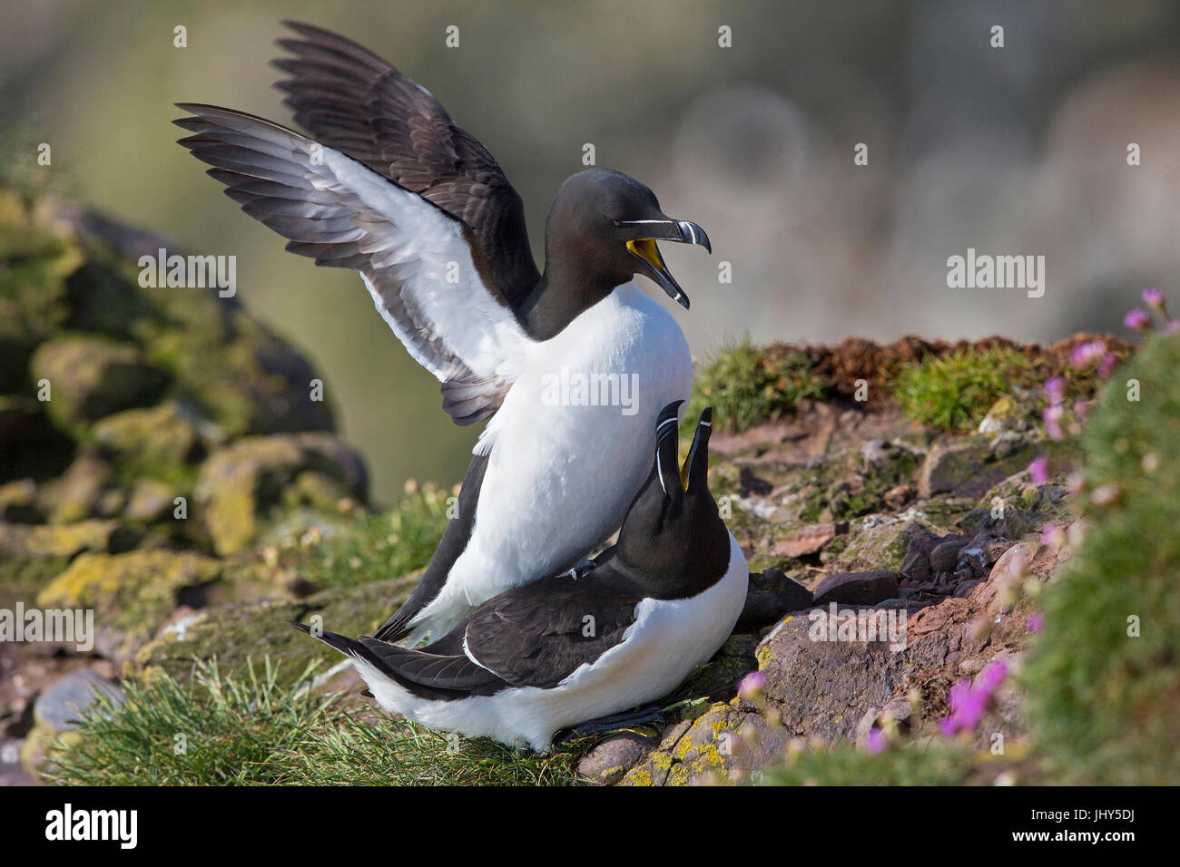 Tordalk, Alca torda , Tordalk (Alca torda Stock Photo - Alamy