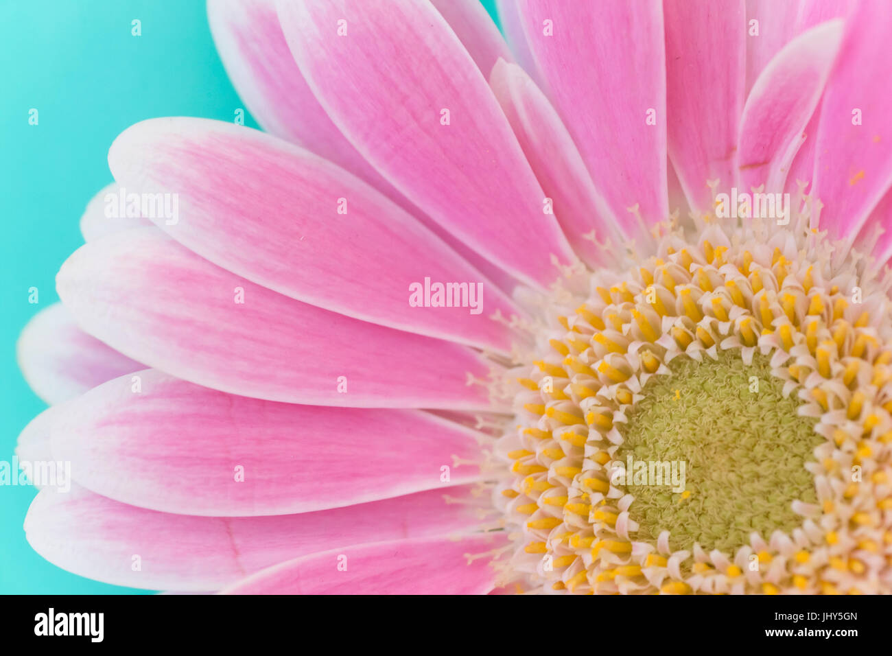 Macro of Pink Gerbera Stock Photo - Alamy