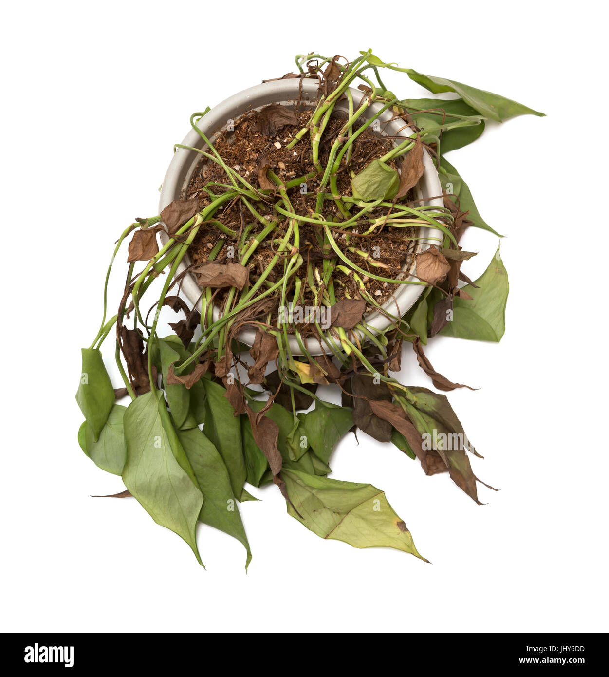 top view faded plant on a white background Stock Photo - Alamy