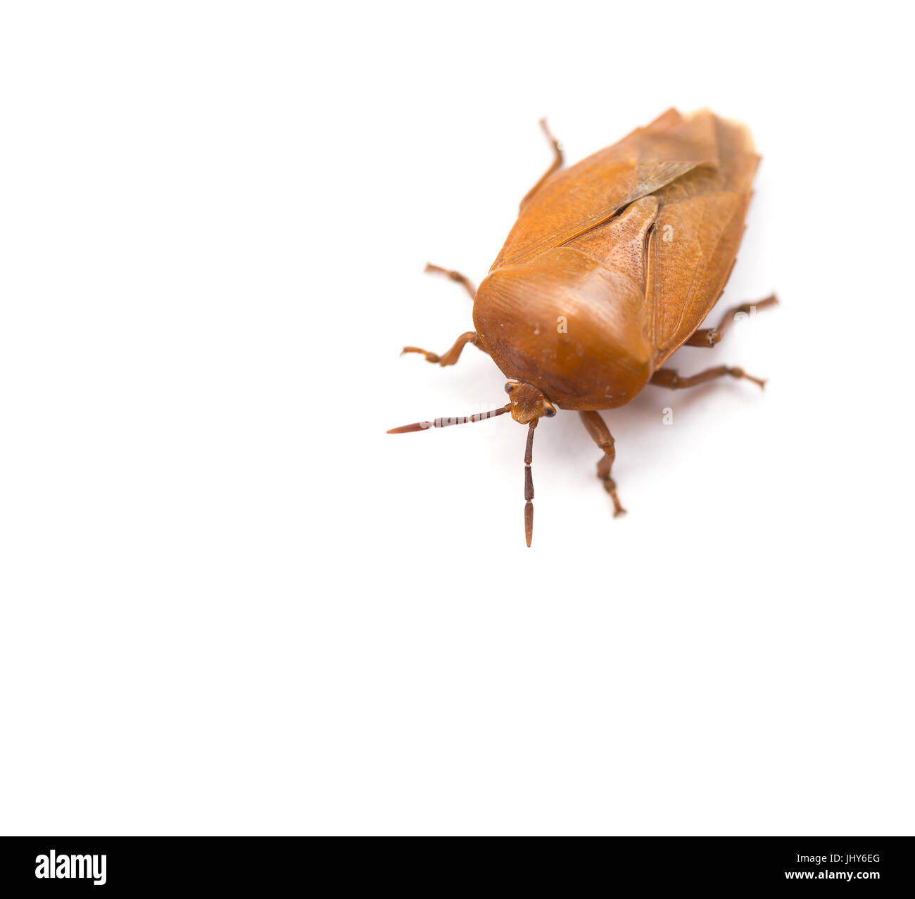 bed bug on white background with copy space Stock Photo - Alamy
