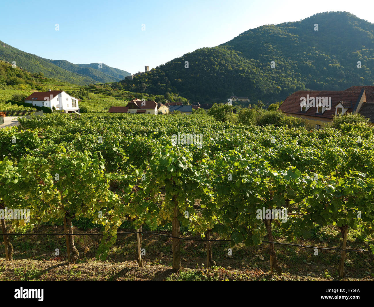 Vineyards in spitz / the Danube, Austria, Lower Austria, Wachau ...