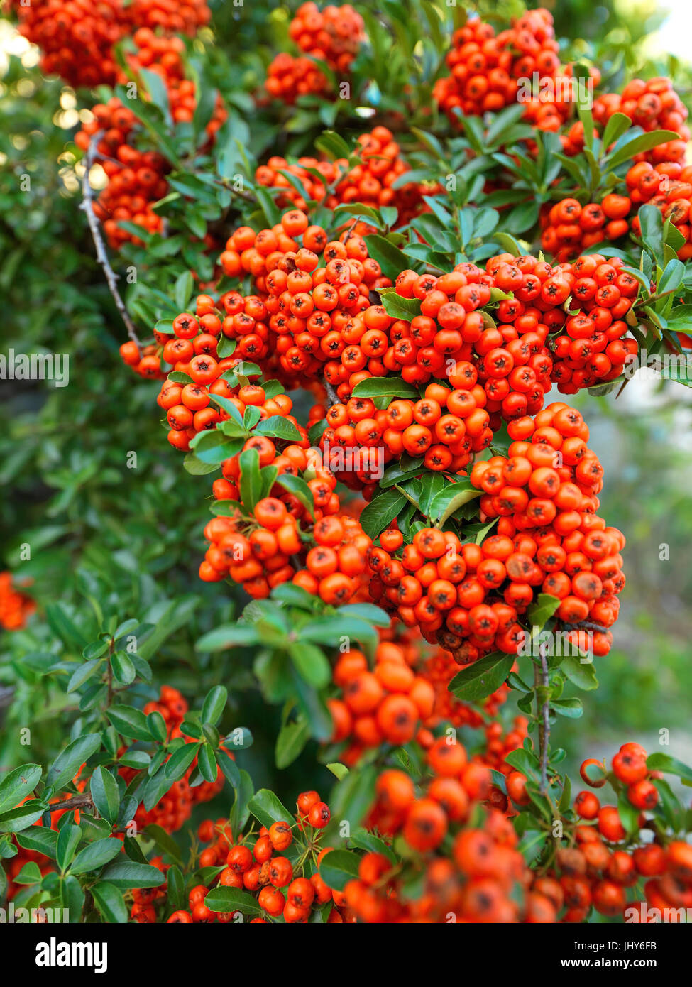 Fire thorn - Firethorn, Feuerdorn - Firethorn Stock Photo - Alamy