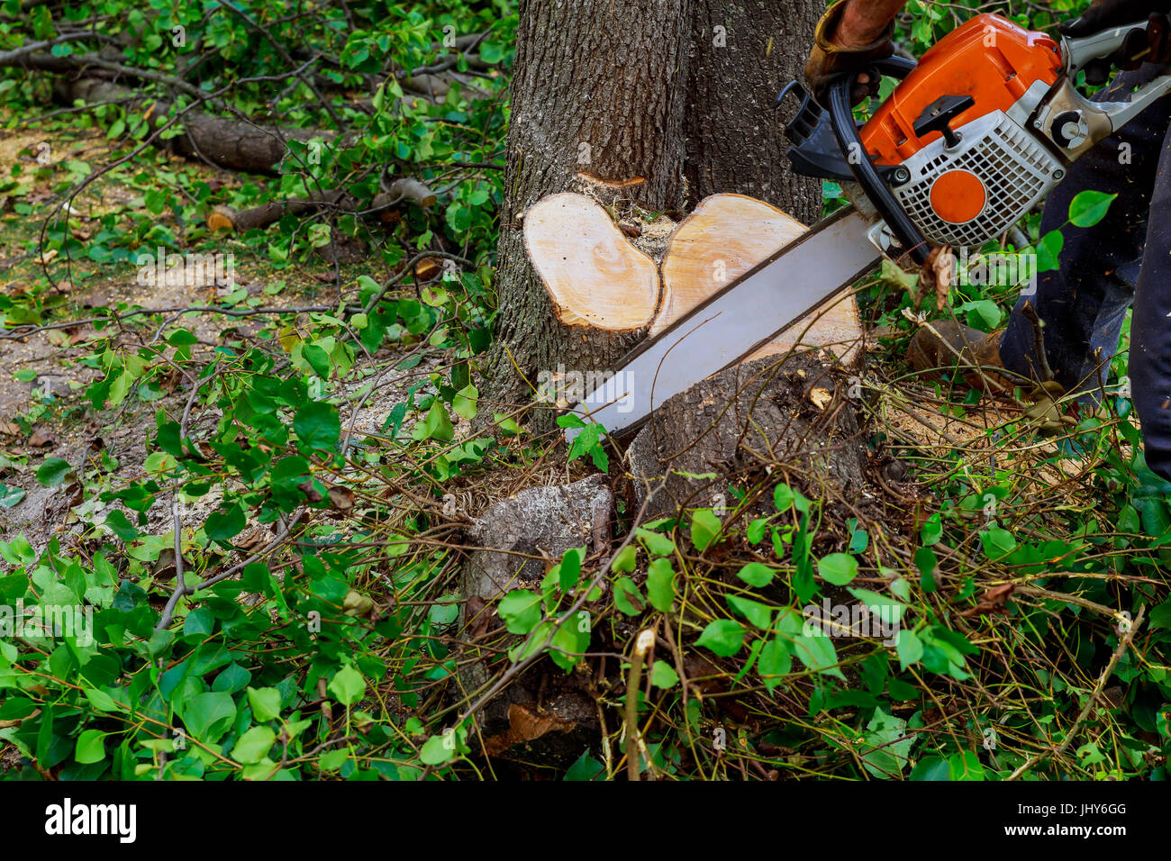 Man cuts tree with chainsaw, concept of deforestation Stock Photo - Alamy