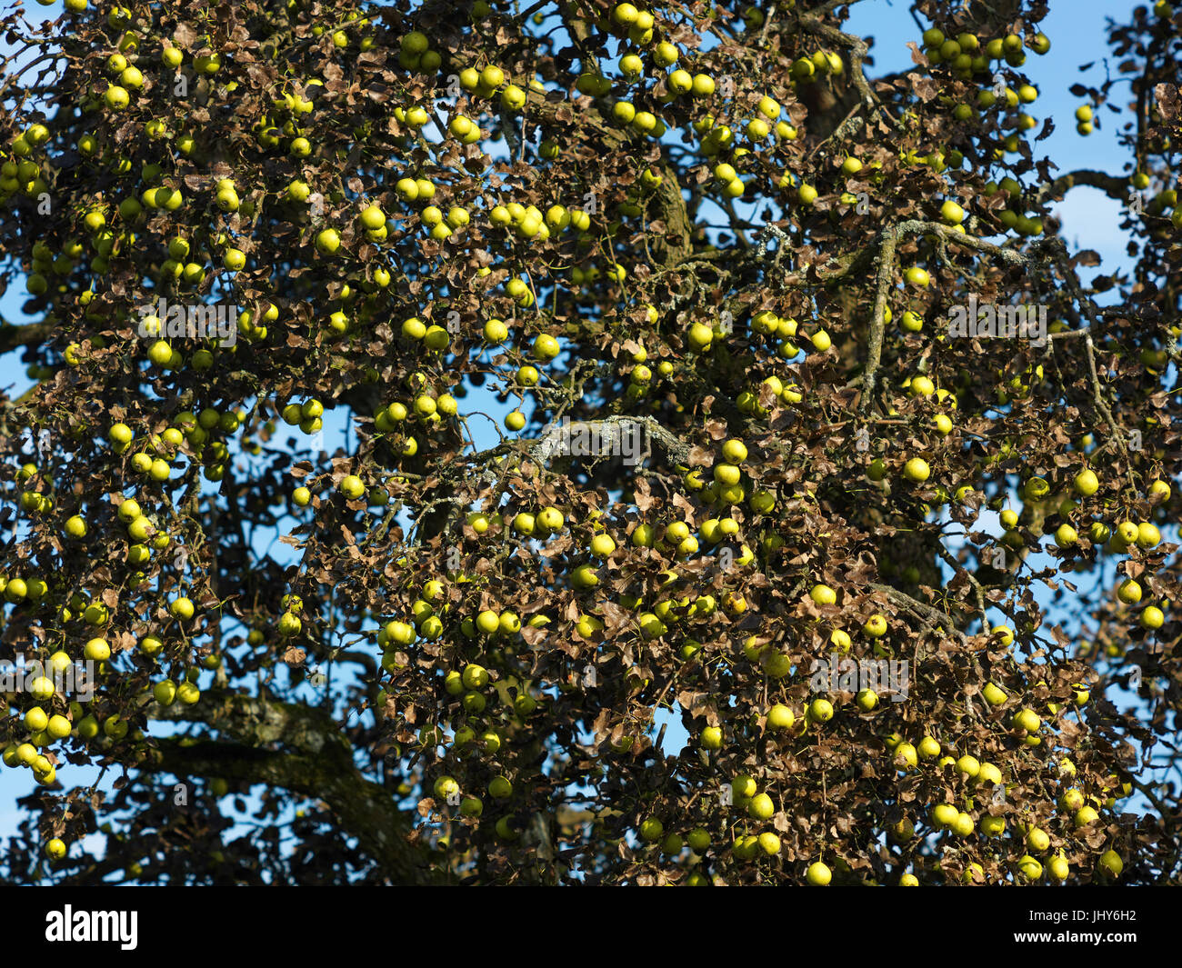Pear tree in autumn - Pear tree in autumn, Birnbaum im Herbst - Pear ...