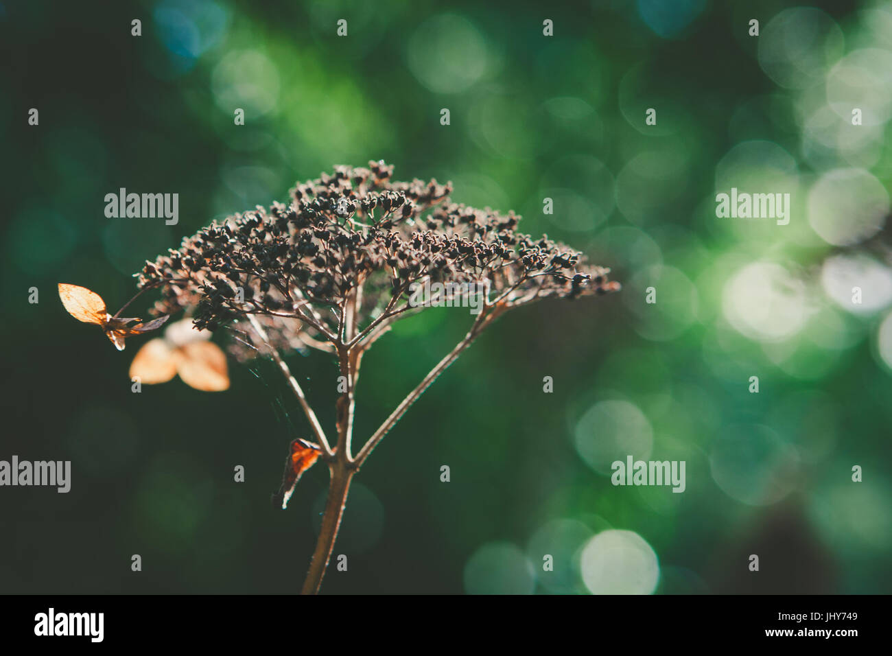 Bokeh green background hi-res stock photography and images - Alamy