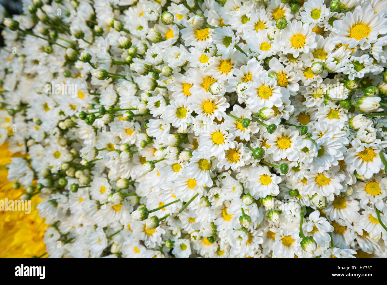 Colorful flowers background for sale at the wholesale flower market in ...