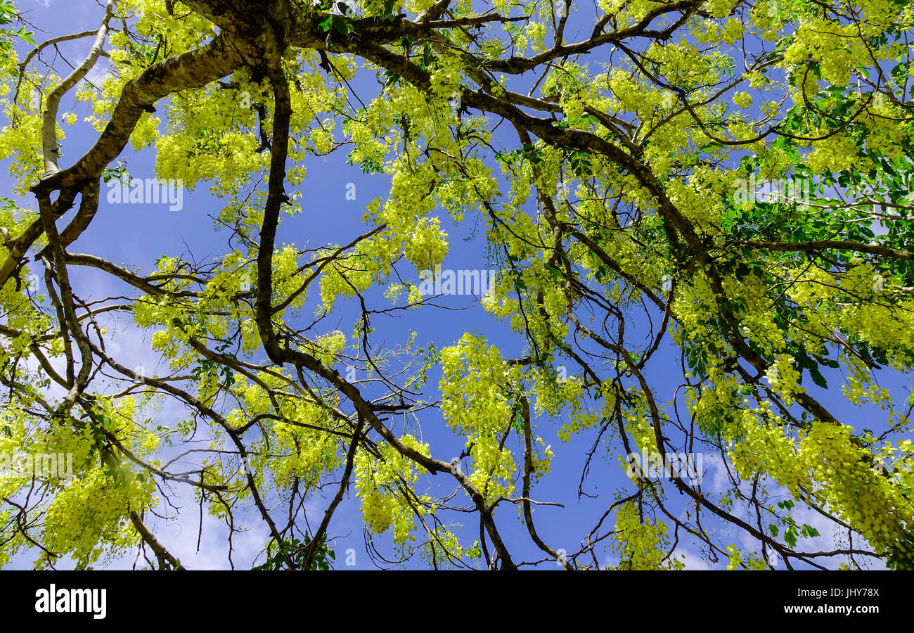 Yellow flower of Golden shower (Cassia fistula) at sunny day in Mauritius Stock Photo - Alamy