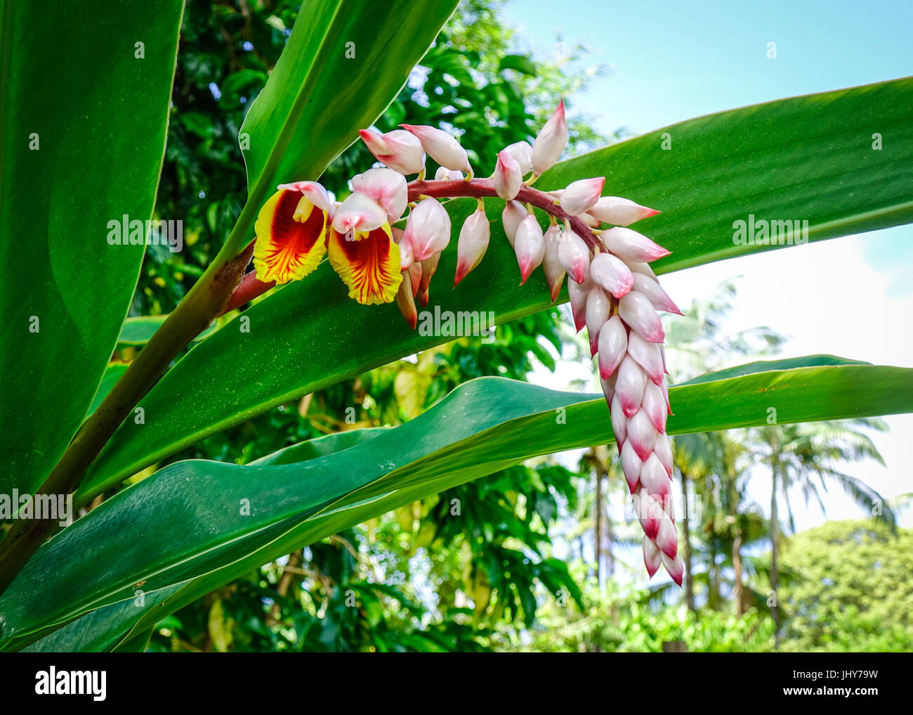 Turmeric Plant Flower
