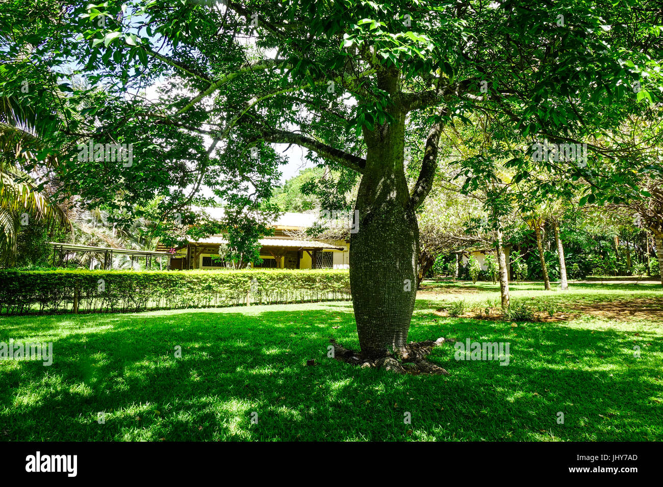 Baobab tree at the botanic garden in Port Louis, Mauritius Stock Photo ...