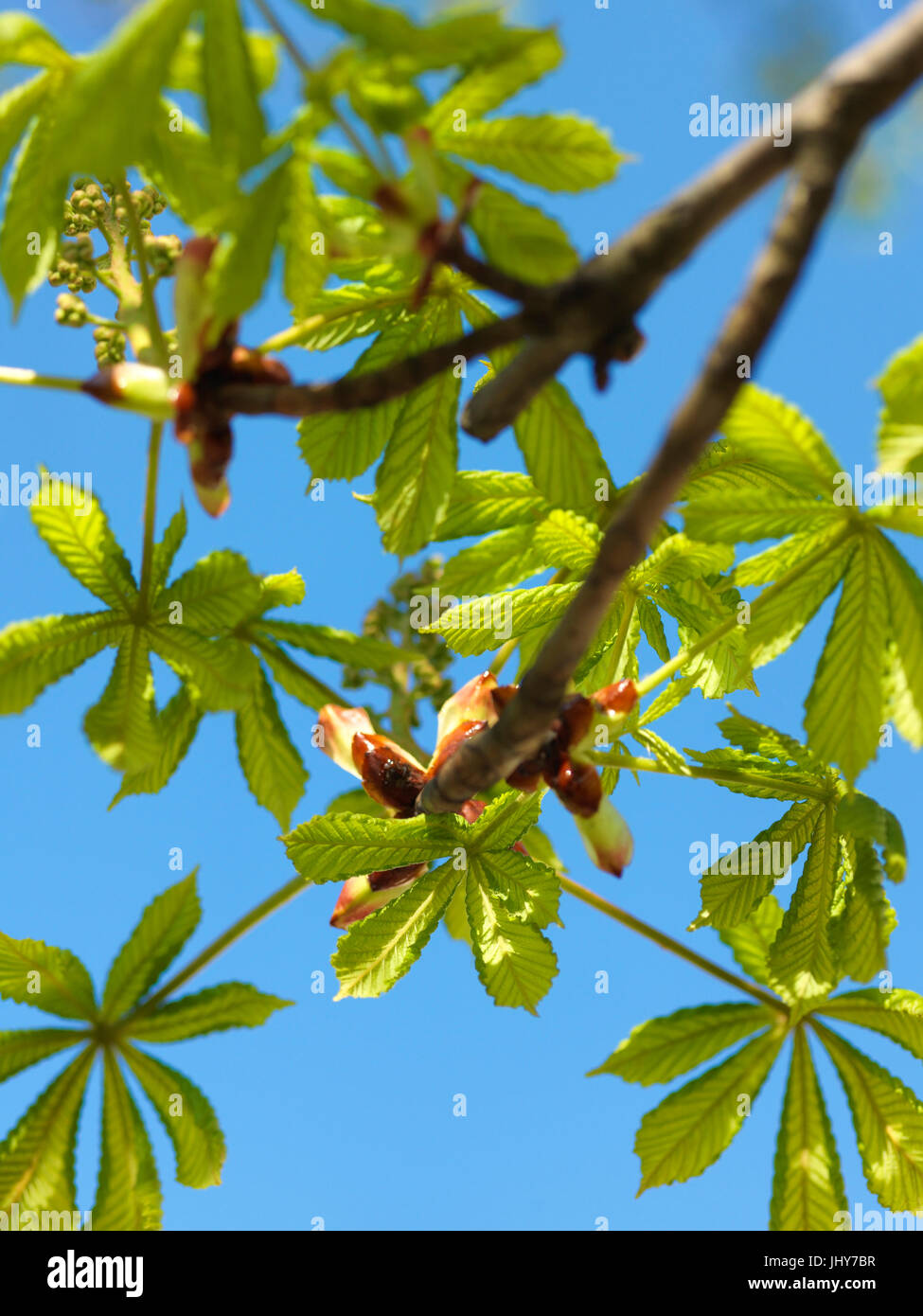 Chestnut sheets sprout - Horse chestnut leaves sprouting ...