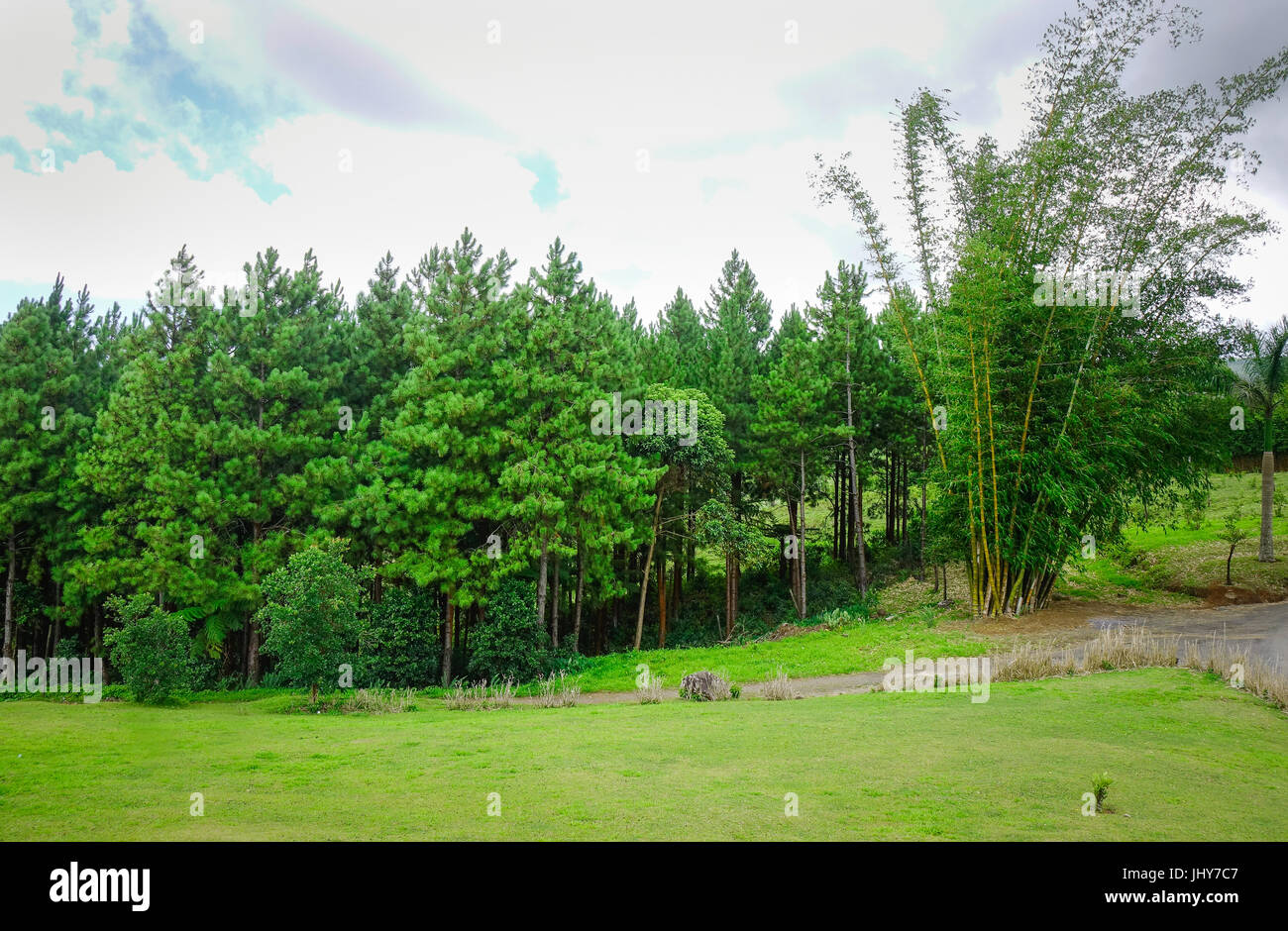 Pine tree forest in Highlands, Mauritius. Mauritius received the World ...