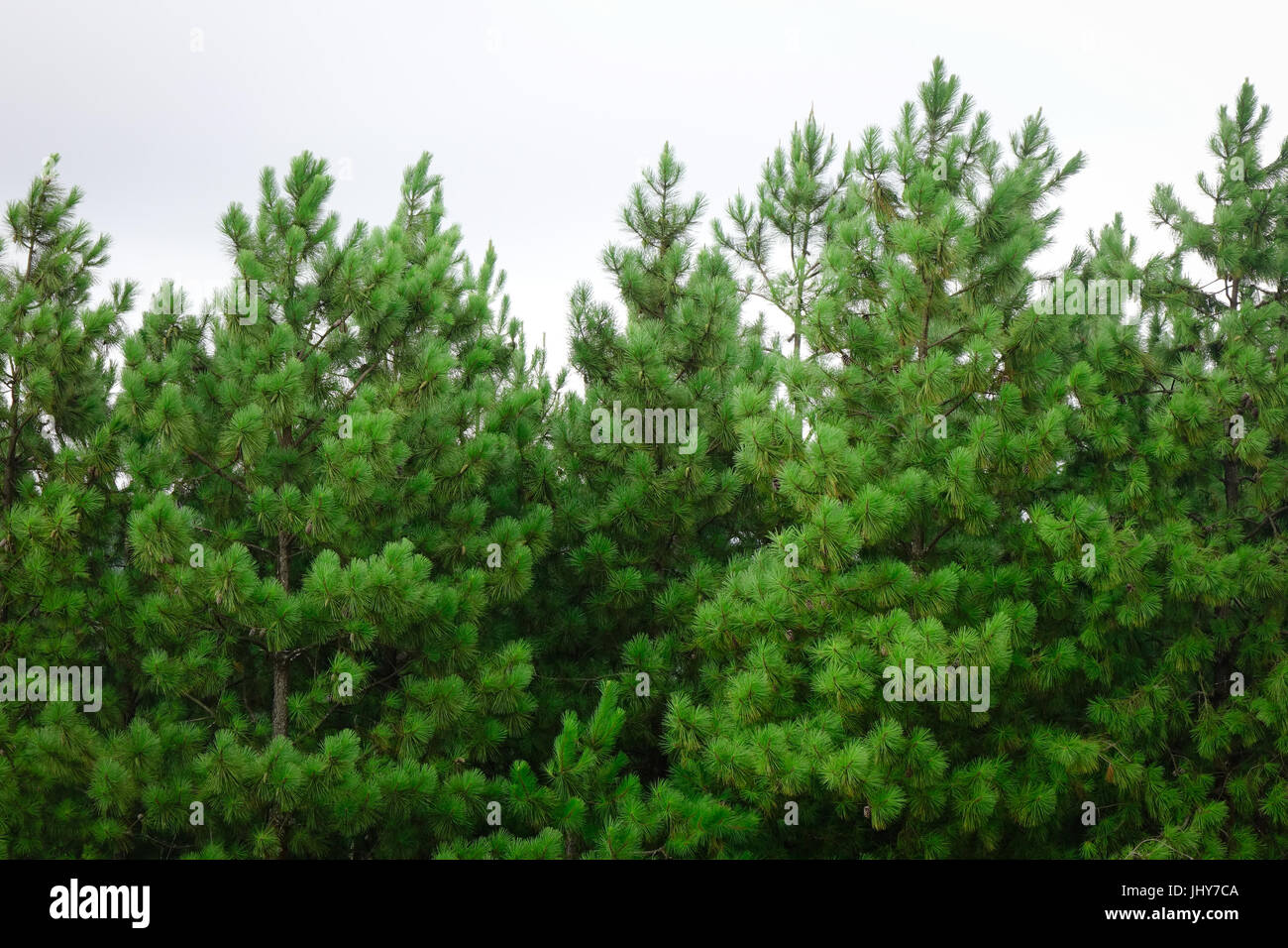 Mauritius pine hi-res stock photography and images - Alamy