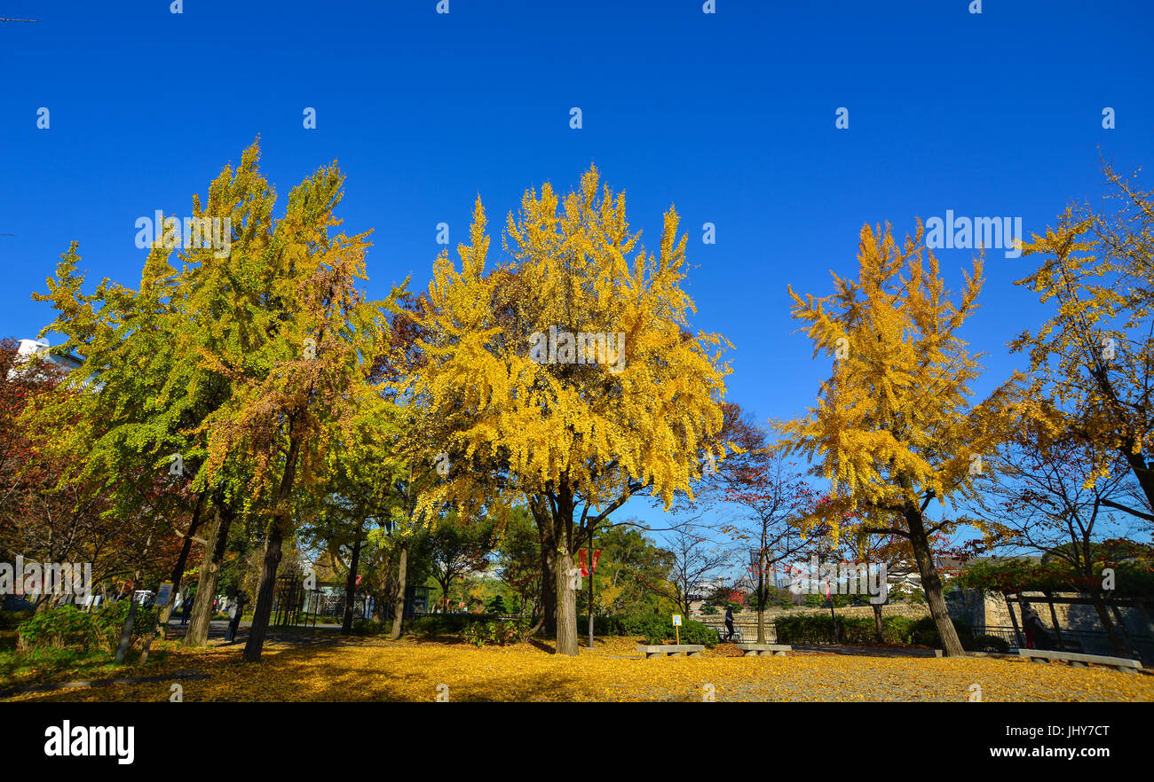 Autumn scenery with many trees at city park in Osaka, Japan Stock Photo ...
