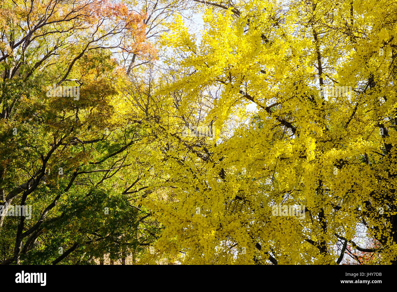 Autumn scenery with many ginkgo trees at city park in Osaka, Japan Stock Photo - Alamy