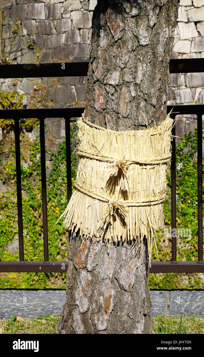 Straw mat binding for protecting the pine tree at city park in Kyoto ...