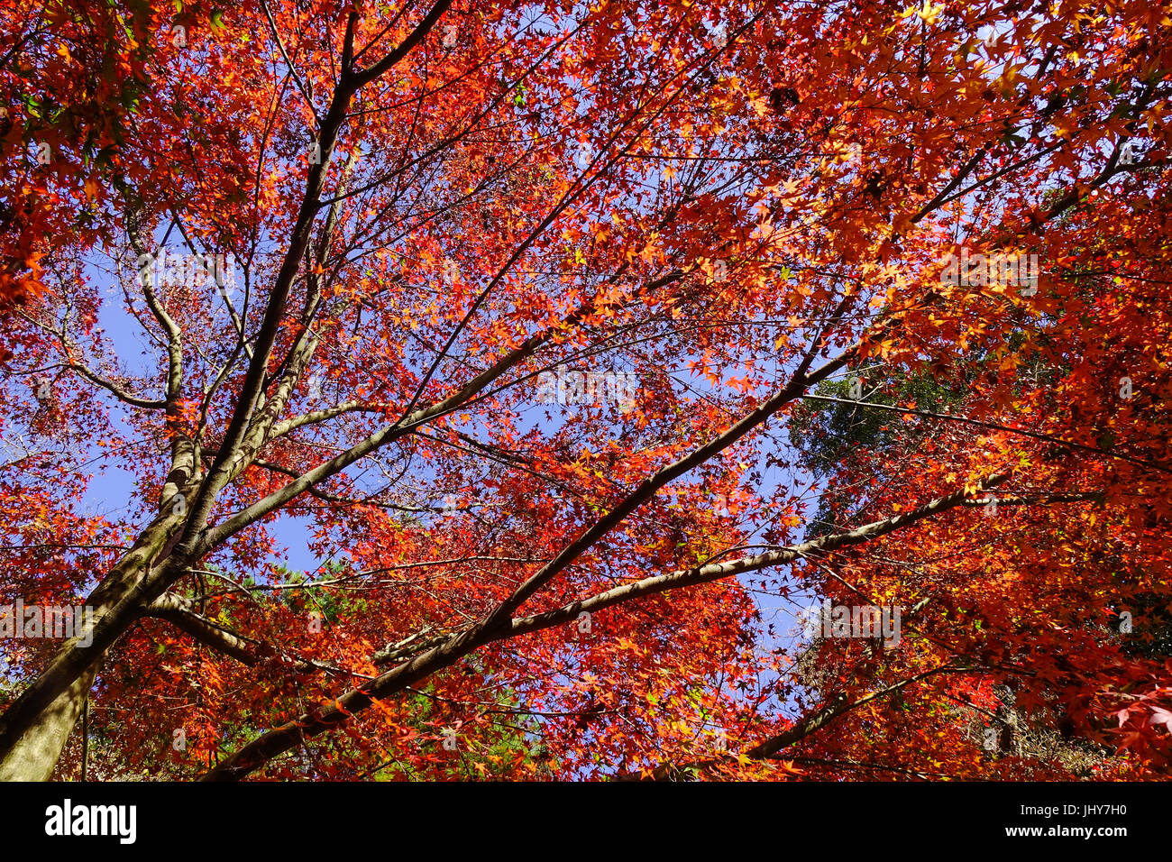 Red maple trees at the city park in Nara, Japan. Nara was the capital ...