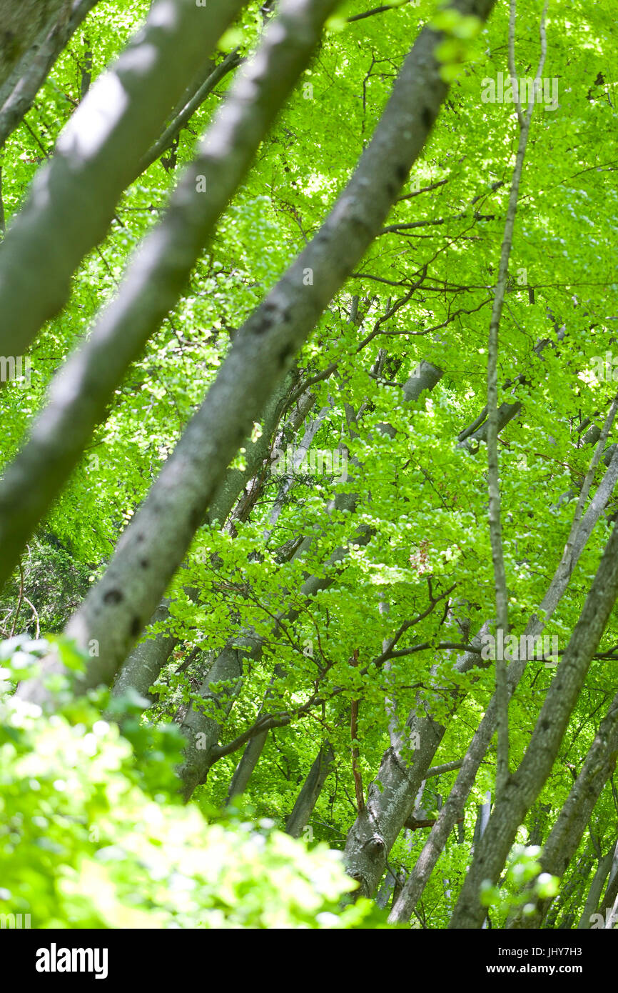 Deciduous forest - Deciduous forest, Laubwald - Deciduous forest Stock ...