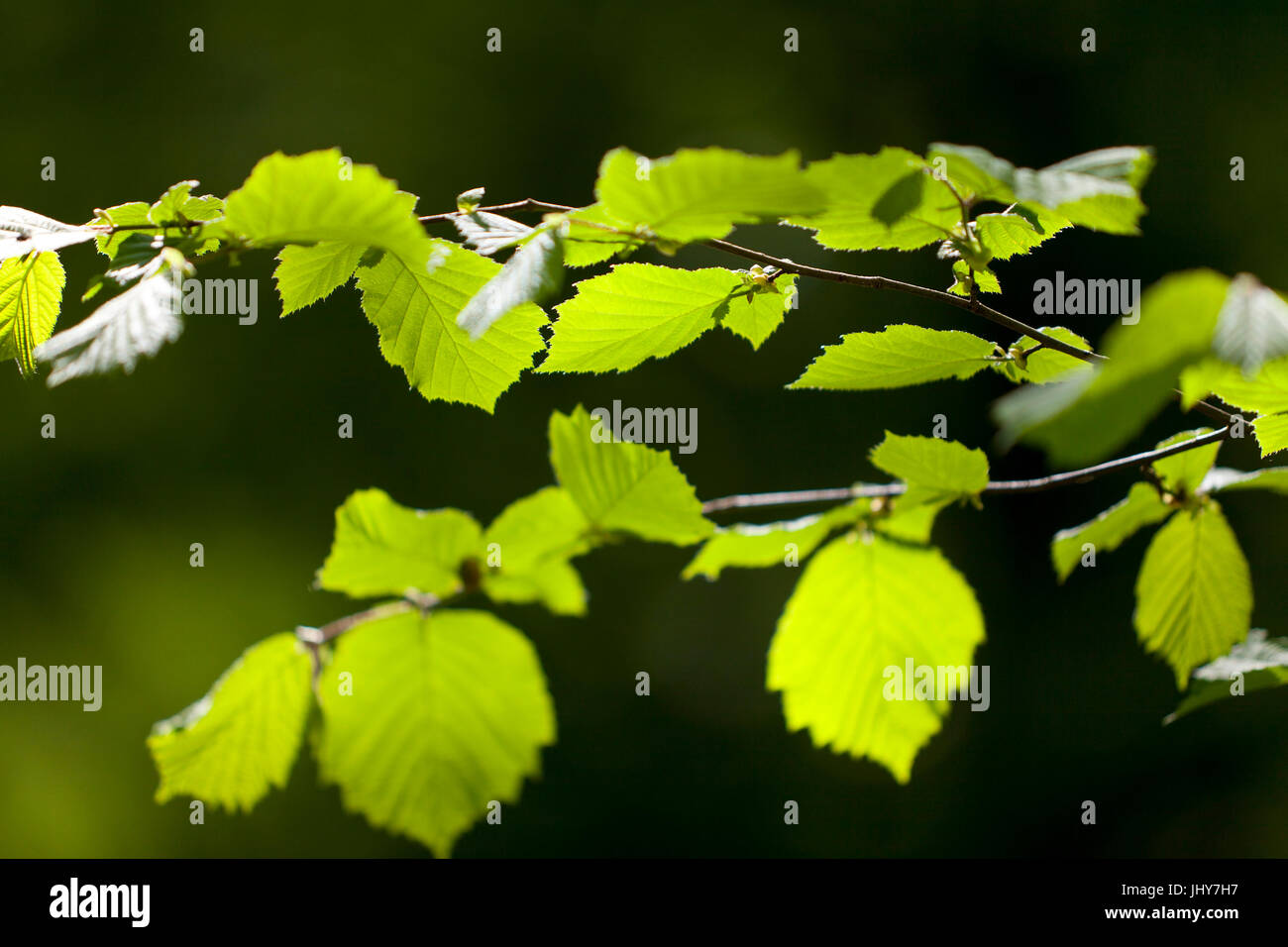 Sheets of the hazelnut in the back light - leaves of hazelnut, bake ...